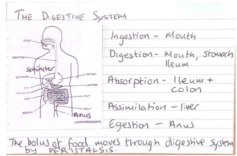 Digestion Flashcards Quizlet
