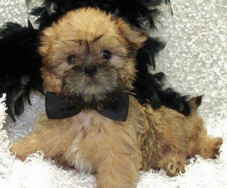 Bea Griffon Beagle X Brussels Griffon Mix Info Temperament Pictures