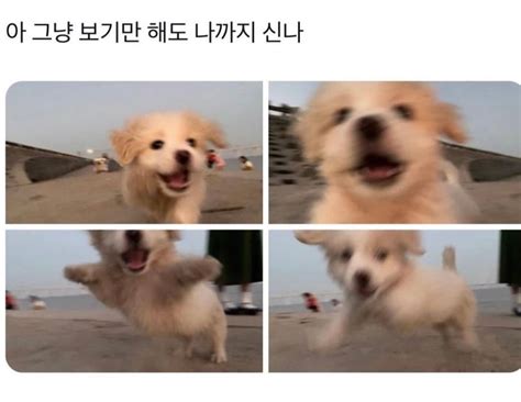 보기만해도 신나는 짤 중고악기 뮬