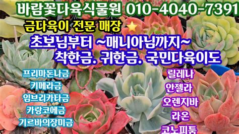 다육이 쇼핑 🛍 2536 바람꽃다육식물원 010 4040 7391 ⭐️착한 금다육이로 득템 하시고 또다른 다육이 세계를