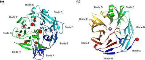 The β Propeller Fold A Overall Structural Fold Of Bacillus Subtilis Rgl Download Scientific