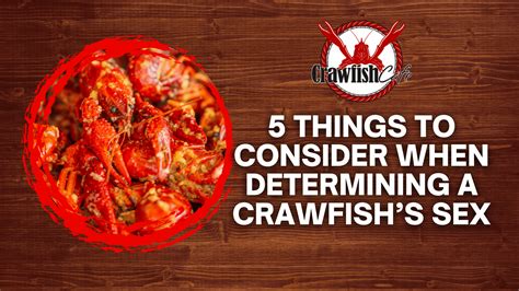 Things To Consider When Determining A Crawfishs Sex