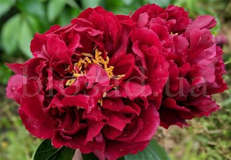 Півонія деревоподібна The Best Inkstone Mo Run Jue Lun ᐉ купити з доставкою поштою по Україні в