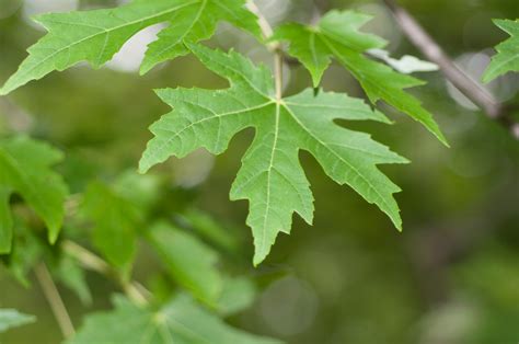 Acer Saccharinum
