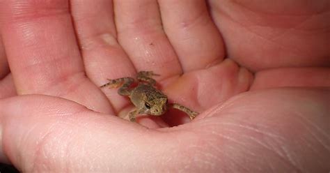 Tiny Toad Imgur