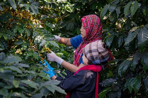 Agriculturist 손 수확 레드와 옐로우 신선한 잘 익은 아라비카 또는 로부스타 유기농 커피 베리 콩 농부 농장에서 손으로 과일을 작물 여자에 대한 스톡 사진 및