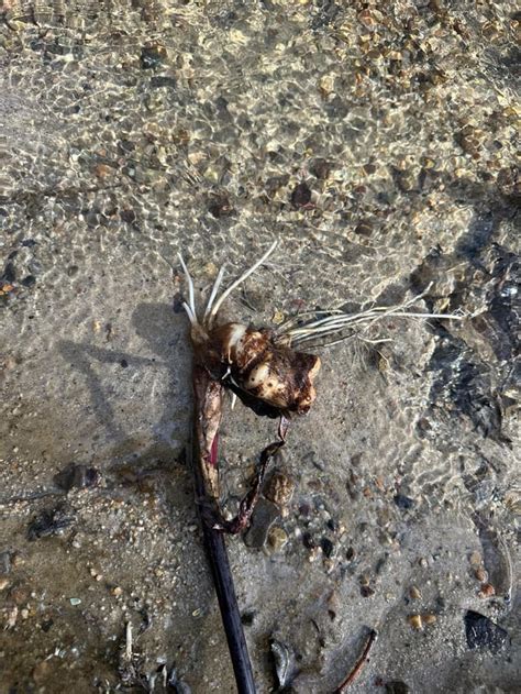 Is This A Taro Patch R Hawaiigardening