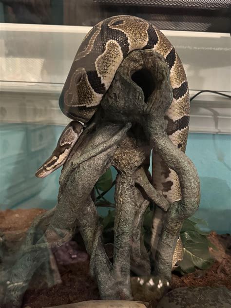 Any Idea Of Why My Ball Python Wont Climb Down Rballpython