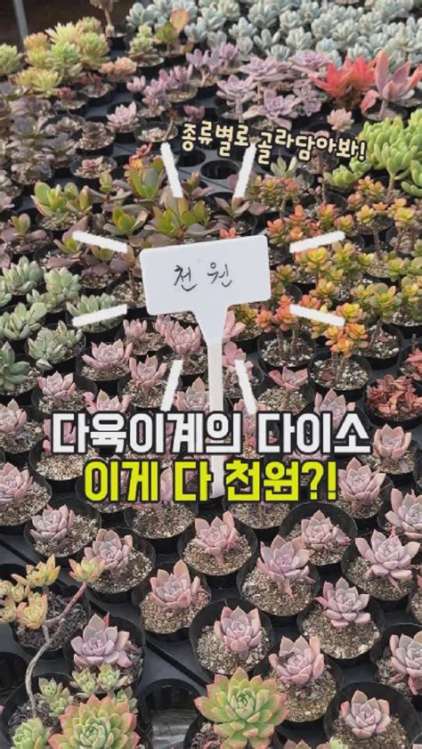 🌈리뉴얼 이벤트 텐트비 무료 3월 말까지 소형 캠프 25000원2인 4인 중형 캠프 35000원2인 10인 대형 캠프 100000원 10인 80인 평일