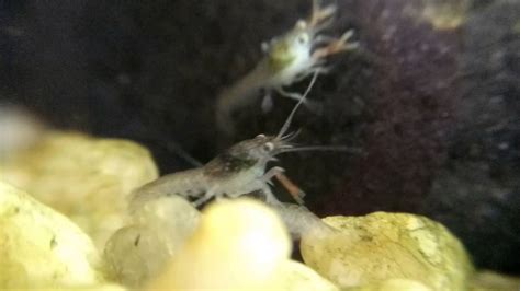 Aquarium Yabbies Breeding At Nathaniel Birge Blog