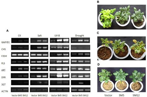 The Expression Patterns Of Flavonoid Biosynthesis Related Genes In