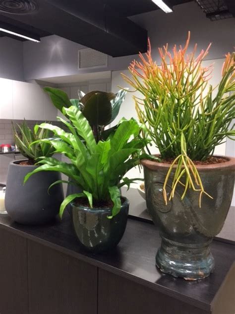 The Best Shade Loving Plants In Australia Amico