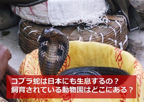 コブラ蛇は日本にも生息するの？飼育されている動物園はどこにある？ 生物モラトリアム