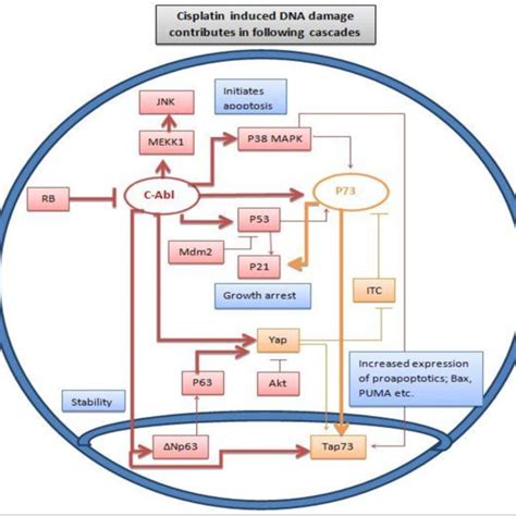 Analogues Of Cisplatin A Diammine 1 1cyclobutane Dicarbooxylato Download Scientific