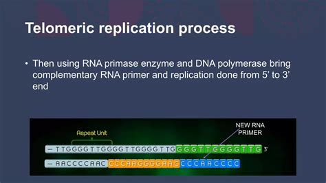 Telomere Replicationpptx