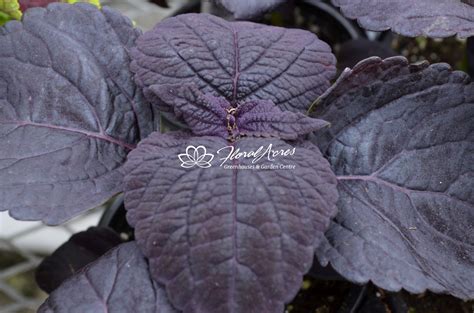 Coleus Ruby Slipper Floral Acres