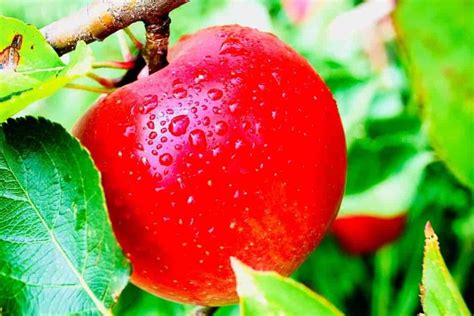 Факты о яблоках — Healthy Lifestyle