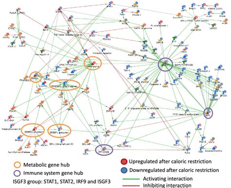 Metacore Tm Analysis Of Gene Interactions The Metacore Tm Gene Network