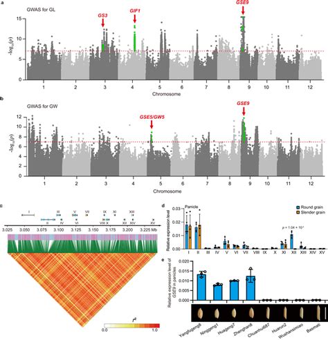 Identification Of The Gse9 Locus For Grain Shape By Gwas A B Download Scientific Diagram