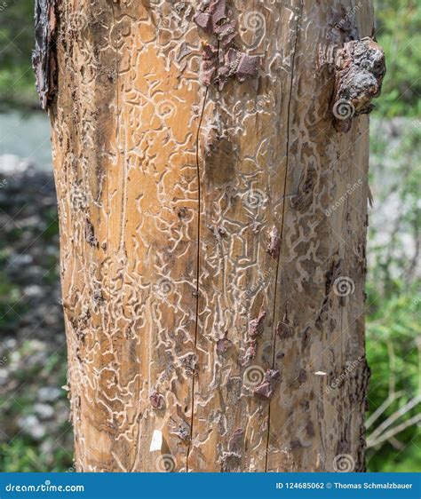 Tree Infested With Bark Beetles Larvae Stock Photo Image Of Landscape Feeding 124685062