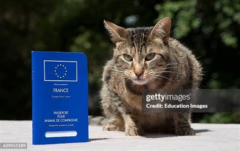 Cat Passport Photos And Premium High Res Pictures Getty Images