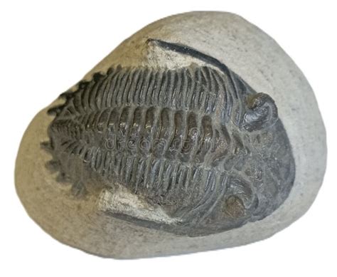 Fossil Trilobite With A Curved Body And Conspicuous Eyes Stock Image Image Of Arthropod