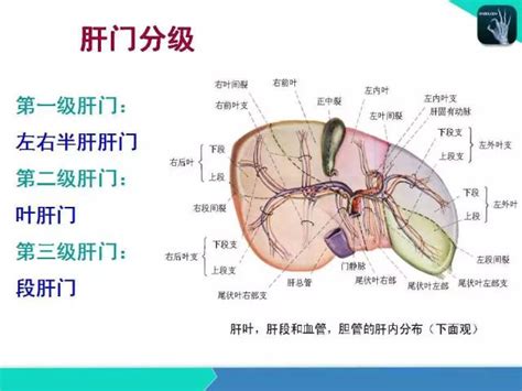 门静脉分支图 众多 代偿 大山谷图库