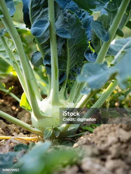 정원에서 자라는 녹색 알 줄기 양배추의 신선한 익은 머리 0명에 대한 스톡 사진 및 기타 이미지 0명 건강한 식생활 계절 Istock