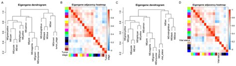 Eigengene Dendrogram And Heatmap To Identify Groups Of Correlated Download Scientific Diagram