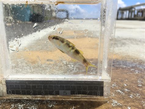 ヒメジ科の魚 WEB魚図鑑