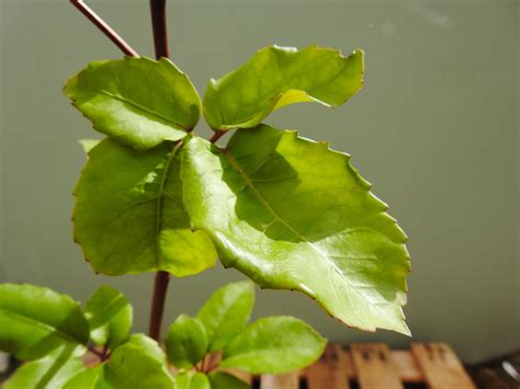 Pseudopanax Arboreus — Statement Trees
