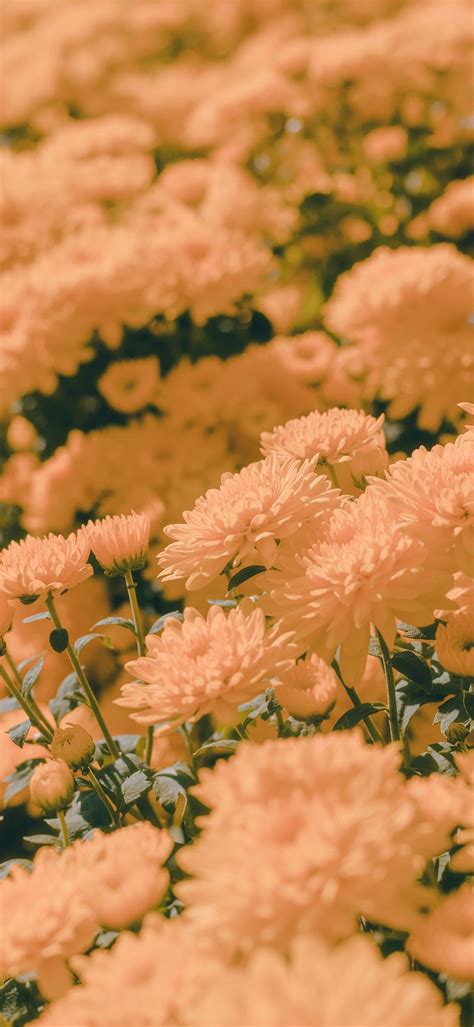 Flor De Crisantemo Morado
