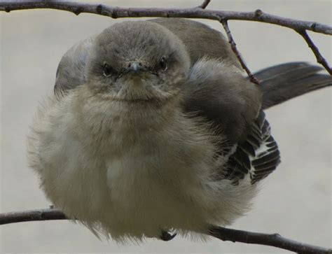 Funny Fat Bird