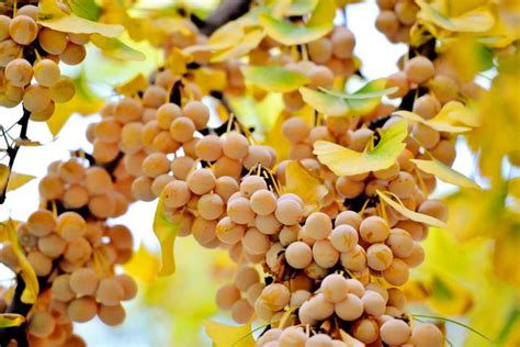 银杏，一叶知秋 知乎