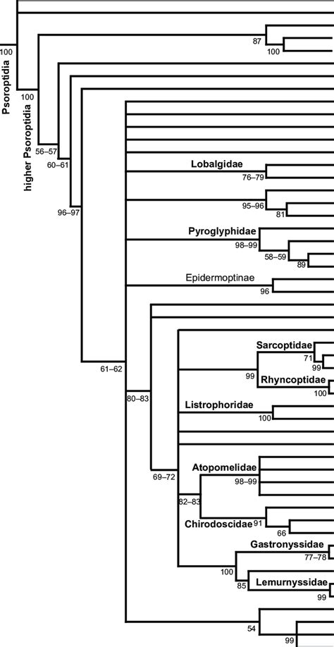 consensus tree found with bayesian analysis mrbayes version 3 1