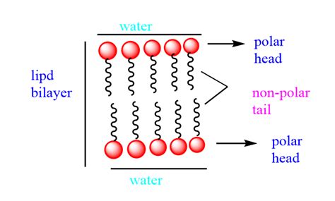 Lipid Definition Classification Examples And 7 Reliable Function