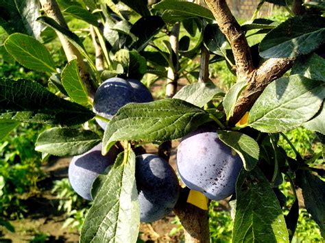 Kostenlose Bild: groß, Pflaumen, Baum