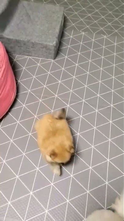 엄마 배고파 Youtube