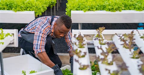유기농 채소 수경 농장에서 일하는 아프리카 남자 농부 남성 수경 샐러드 정원 주인은 고객 주문을 받고 온실 농장의 배달 상자에 신선한 야채를 포장합니다 중소 기업 식품