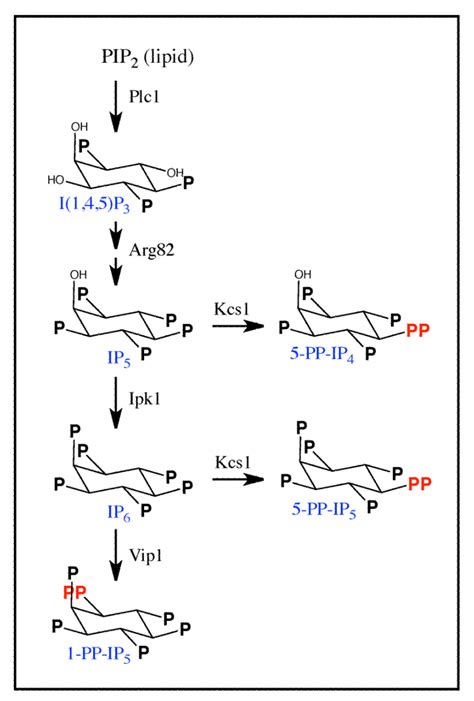 The Pp Ip Synthesis Pathway See Text For Details Download Scientific Diagram