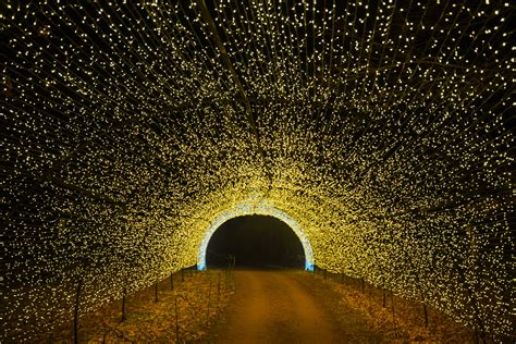 Dazzling Nights Offers A Holiday Walk Through In The Garden