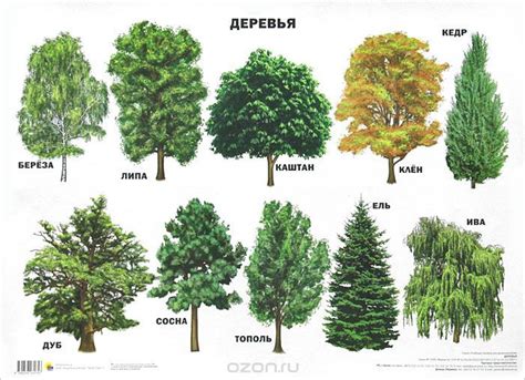 Картинки по запросу Плакат деревья Растения Кустарники Природа