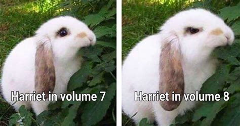 Thicc Bunny Needs To Chill Fnki
