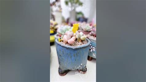 키핑장 다육이 판매합니다 다육농원 다육이화분 다육이키핑장 키핑장 식집사 다육이 식집사일상 다육이를 부탁해 다육이분갈이 다육이키우기 선물 배달