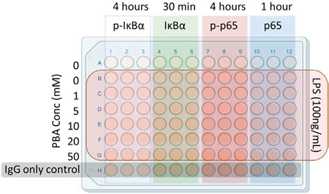Layout Testing Simultaneous Addition Of Pba At Increasing Download