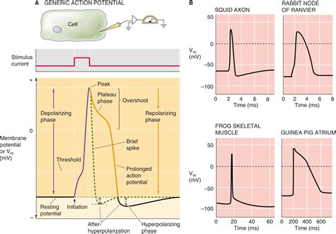 Electrical Excitability And Action Potentials Clinical Tree