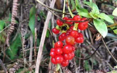 五味子价格多少钱一斤 蜜源植物 酷蜜蜂