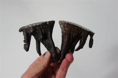 Woolly Mammoth Tooth Mammuthus Primigenius Catawiki