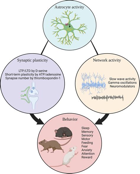 Astrocyte Activity Influences Synaptic Plasticity Neuronal Network Download Scientific Diagram
