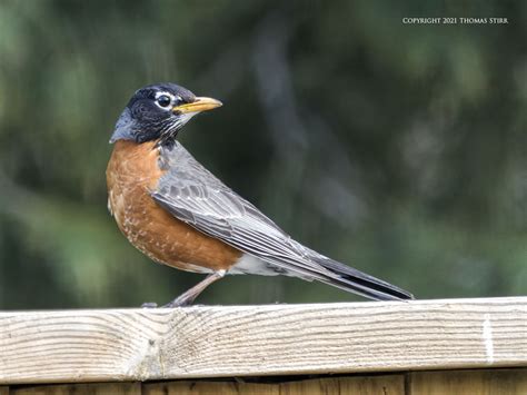 ISO Versus Shutter Speed Small Sensor Photography By Thomas Stirr